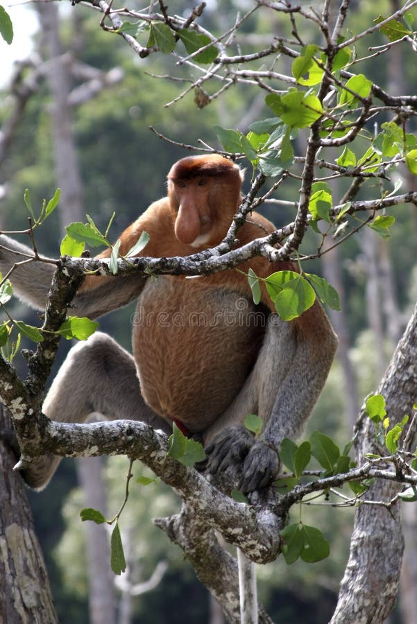 Proboscis stock photo. Image of monkey, mangroves, nature - 5564084