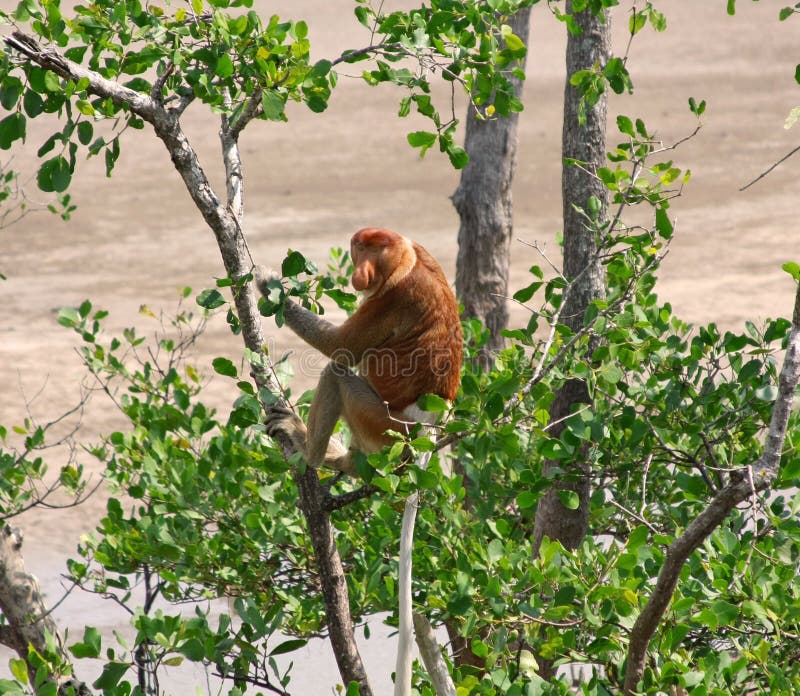 Proboscis Picture. Image: 5933185