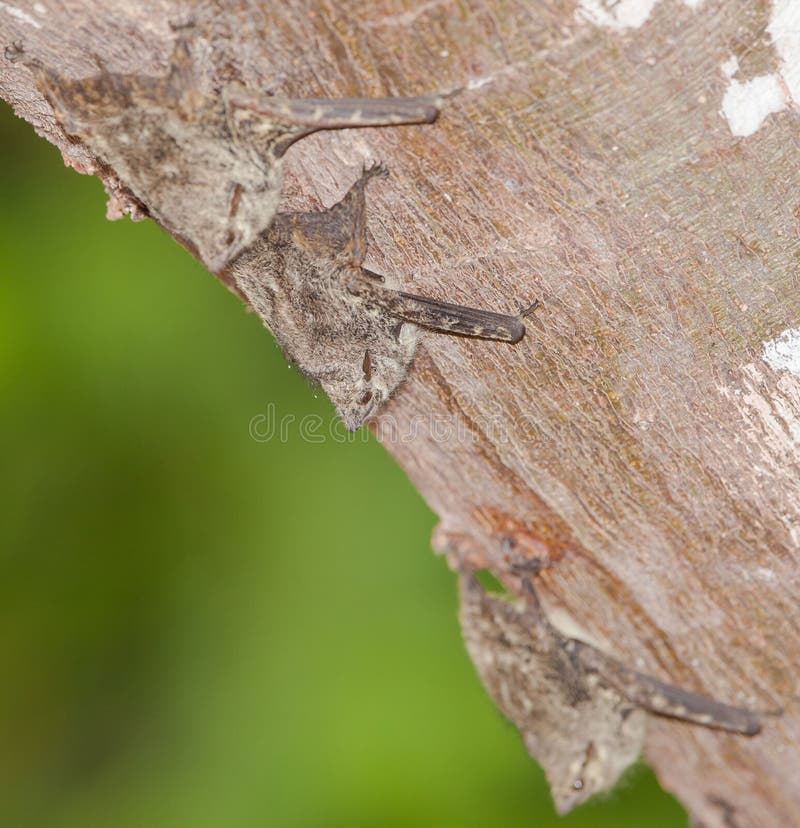Proboscis-Hiebe Auf Einem Protokoll Stockfoto - Bild von nächtlich ...