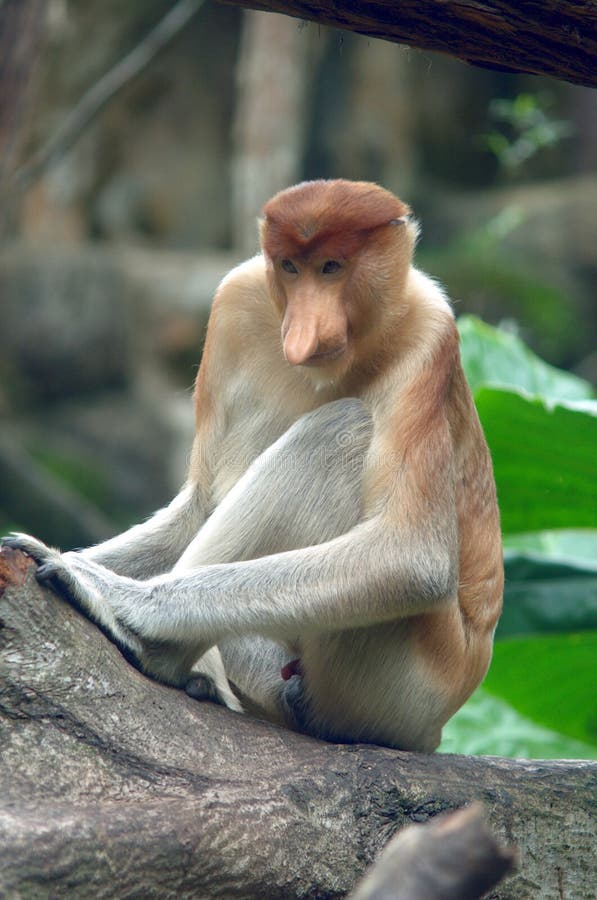 Proboscis Monkey stock image. Image of monkey, kuching - 12635313
