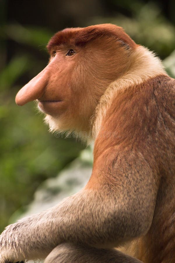 Proboscis monkey stock photo. Image of closeup, forrest - 12675784