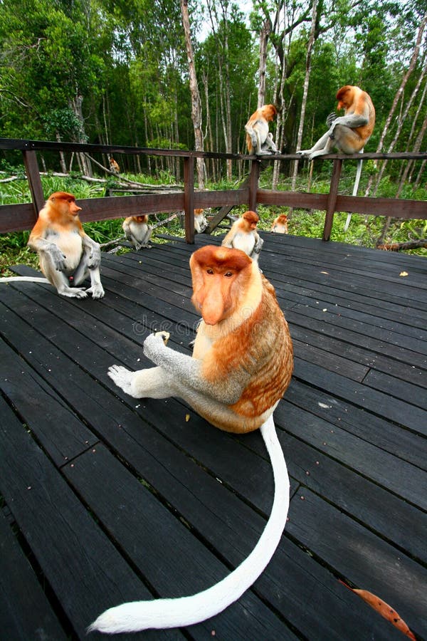 Proboscis monkey stock image. Image of wildlife, exotic - 18210825