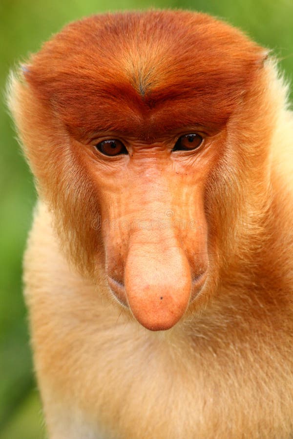 Proboscis monkey stock image. Image of proboscis, nose - 20327923