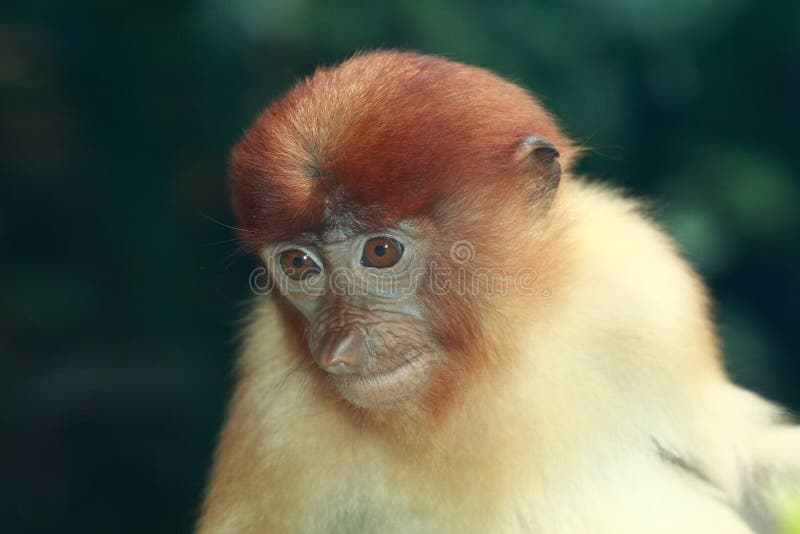 Proboscis monkey stock photo. Image of human, people - 21050604