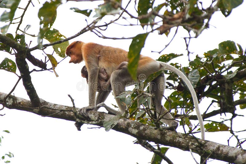 Proboscis monkey stock photo. Image of asian, larvatus - 24327756