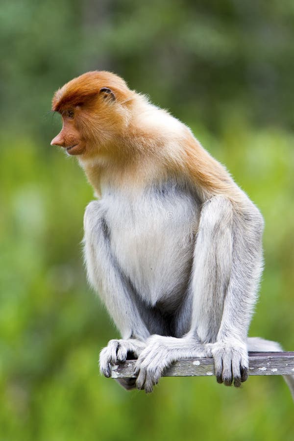 Proboscis monkey stock photo. Image of long, eyes, bako - 12675786