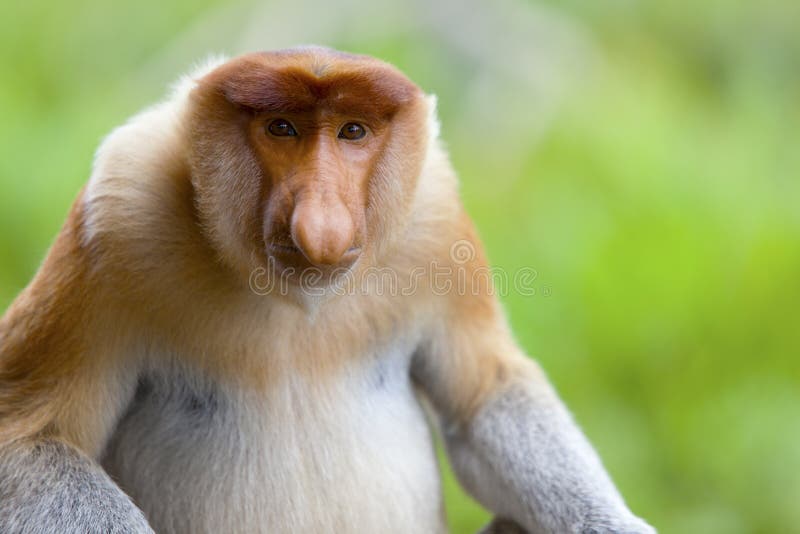 Male Proboscis Monkey, Sabah, Malaysia, Borneo Stock Image - Image of ...