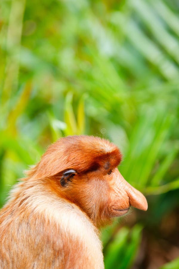 Proboscis monkey stock photo. Image of sandakan, malaysia - 27626900