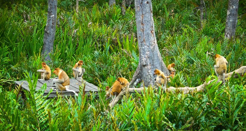 Group of Proboscis Monkeys stock photo. Image of kota - 20717952