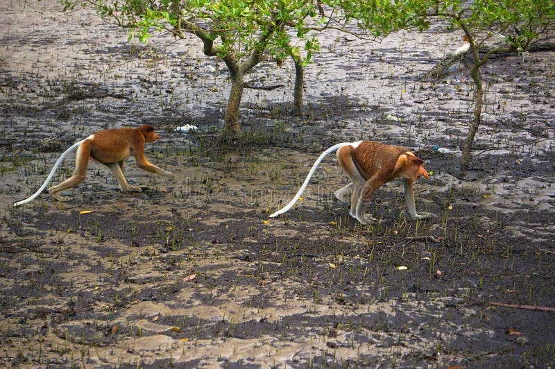 710 Cute Proboscis Monkey Stock Photos - Free & Royalty-Free Stock ...