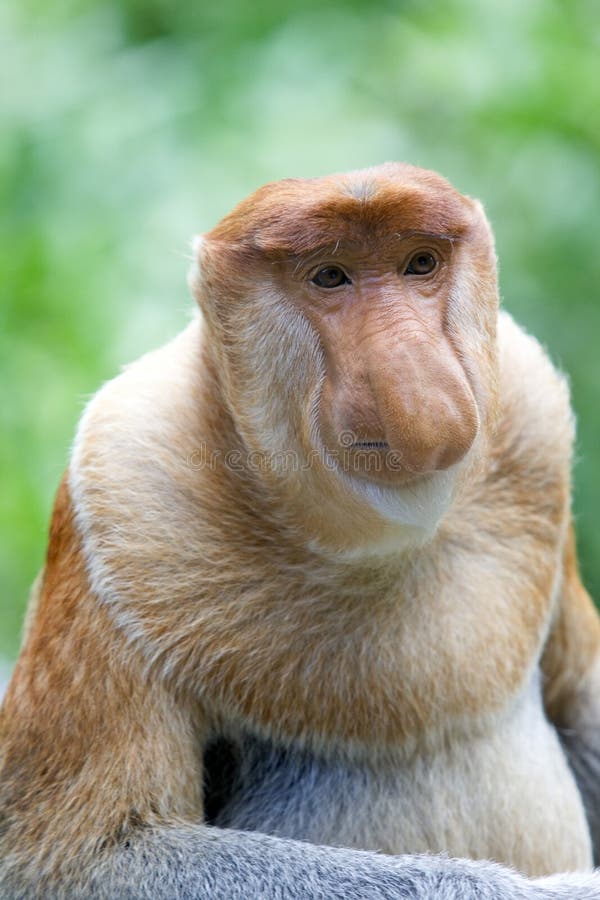 Proboscis monkey stock photo. Image of human, people - 21050604