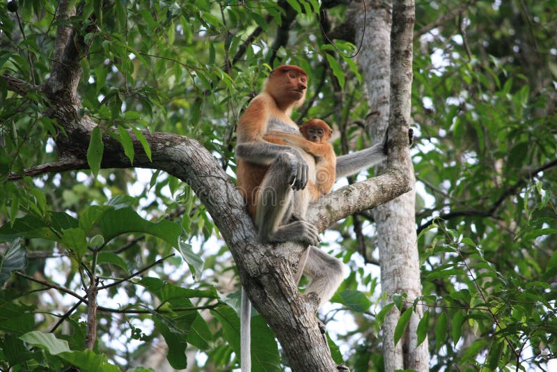 Group of Proboscis Monkeys stock photo. Image of kota - 20717952