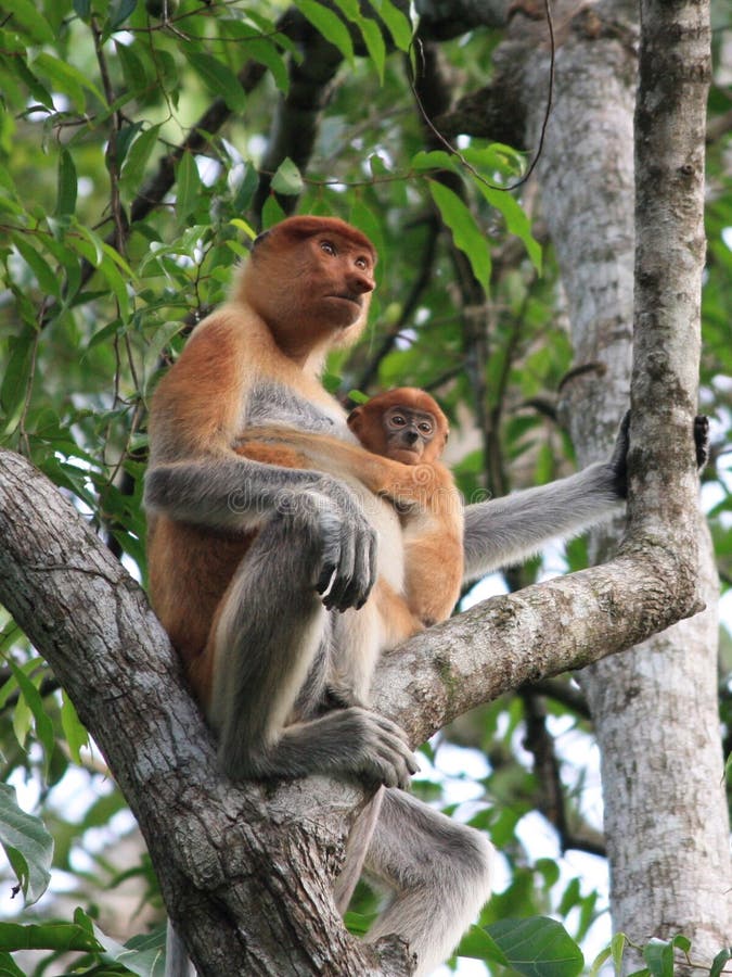 Proboscis Monkey and baby stock photo. Image of proboscis - 44476474