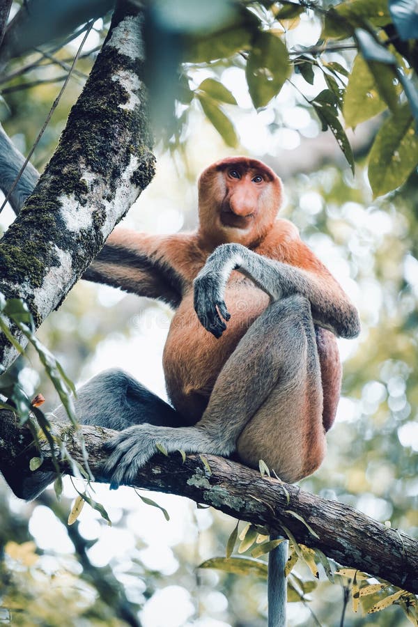 Proboscis Monkey in Bako National Park, Borneo Stock Photo - Image of ...