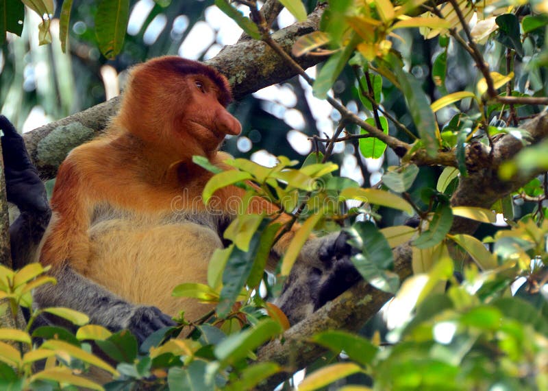 Proboscis Monkey, Borneo, Malaysia Stock Image - Image of hairy, hair ...