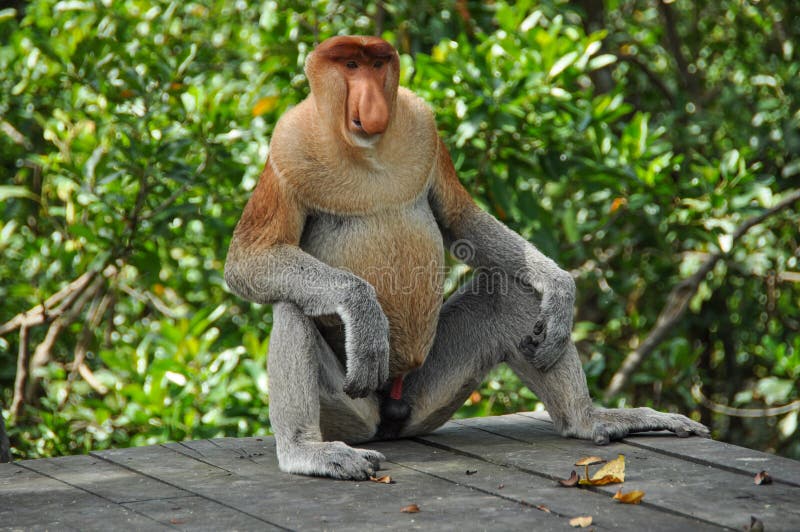 Proboscis monkey on Borneo stock image. Image of proboscis - 131002127