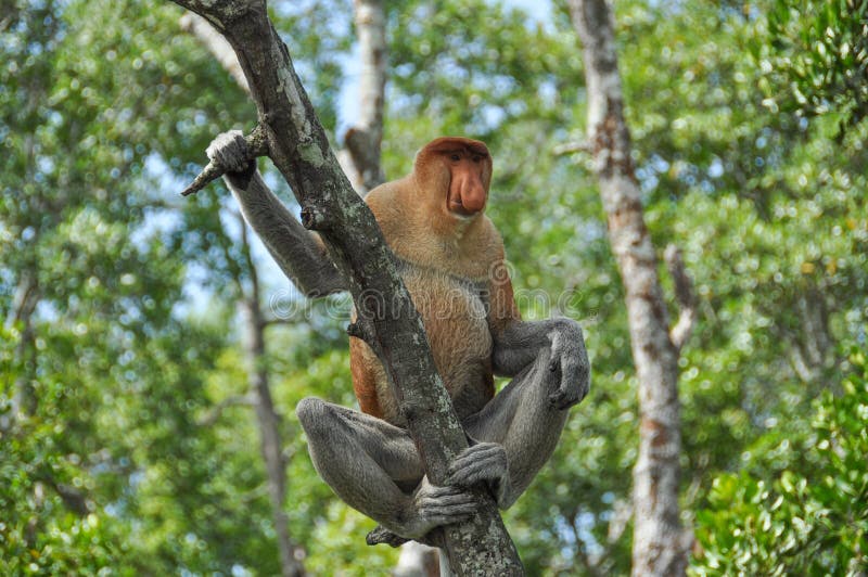 Proboscis monkey on Borneo stock image. Image of feeding - 131002945