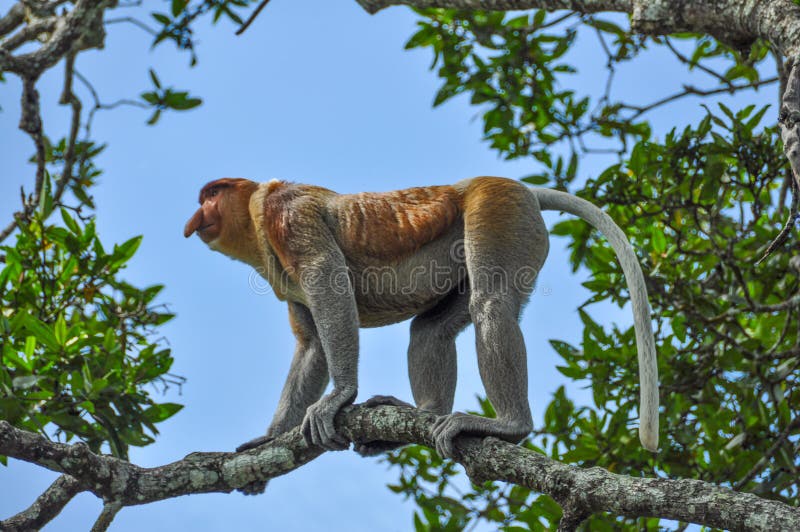 Proboscis monkey on Borneo stock photo. Image of endemic - 131002708