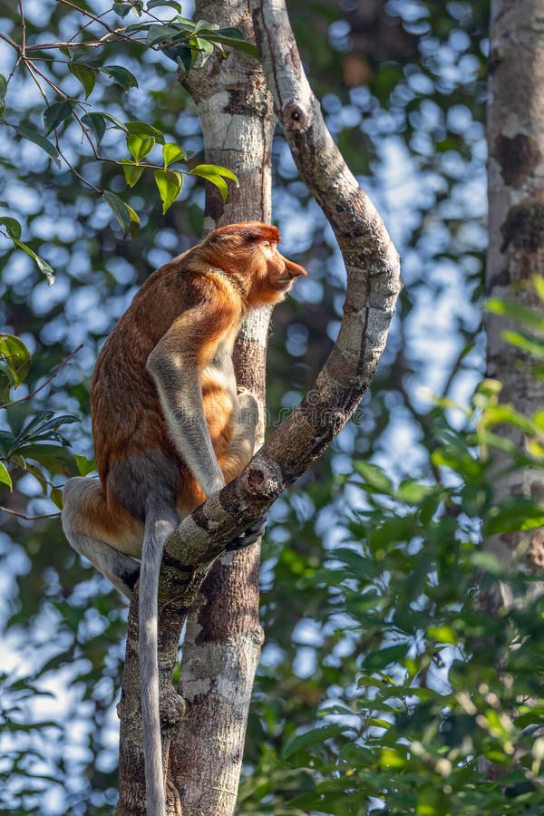 Proboscis Monkey - Borneo Islands, Indonesia Stock Photo - Image of ...