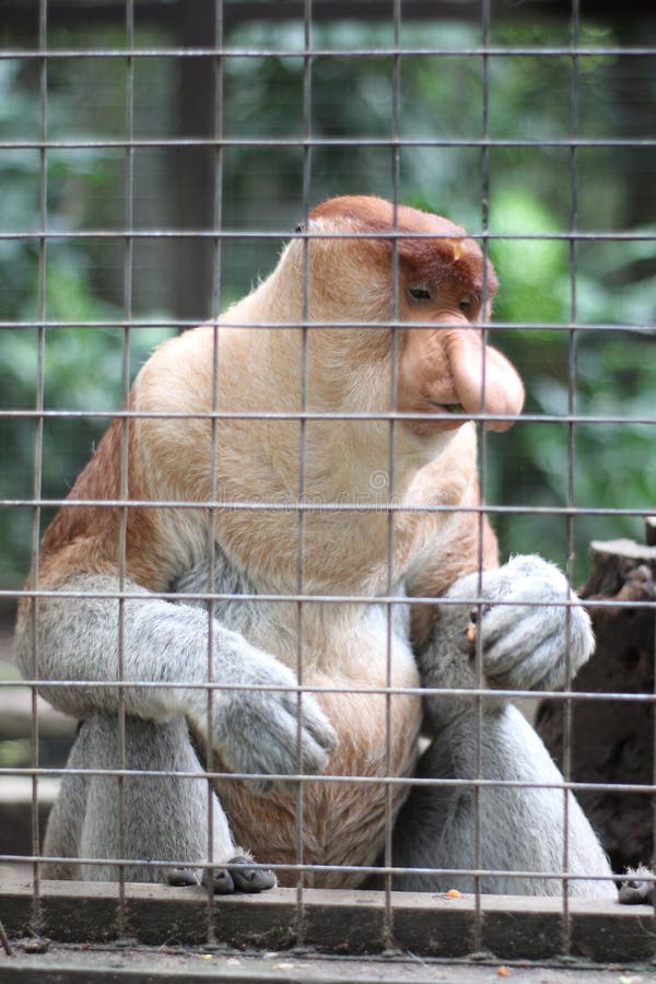 Proboscis Monkey in a Cage at the Zoo, Proboscis Monkey Long Nose with ...