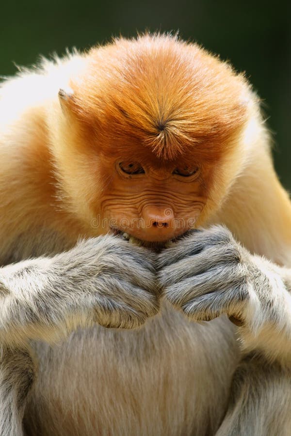 Proboscis monkey stock photo. Image of sabah, asia, larvatus - 33438042