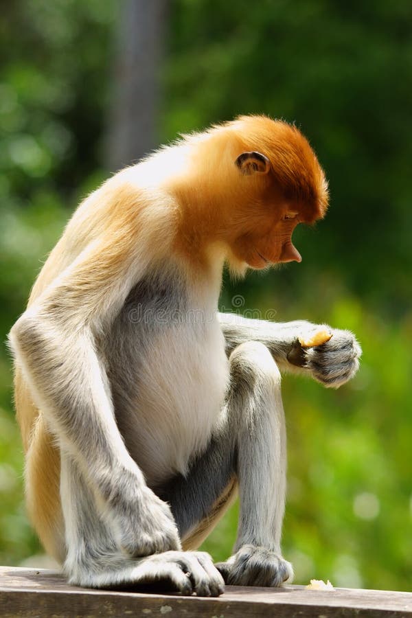 Proboscis monkey stock photo. Image of closeup, forrest - 12675784