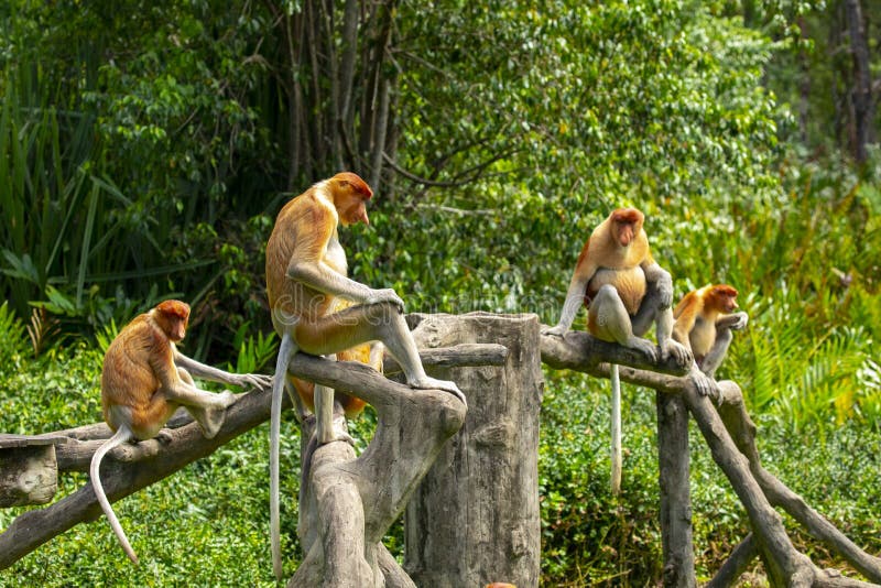 Foraging, Conservation Animals, Animals, Proboscis Monkey Stock Photo ...