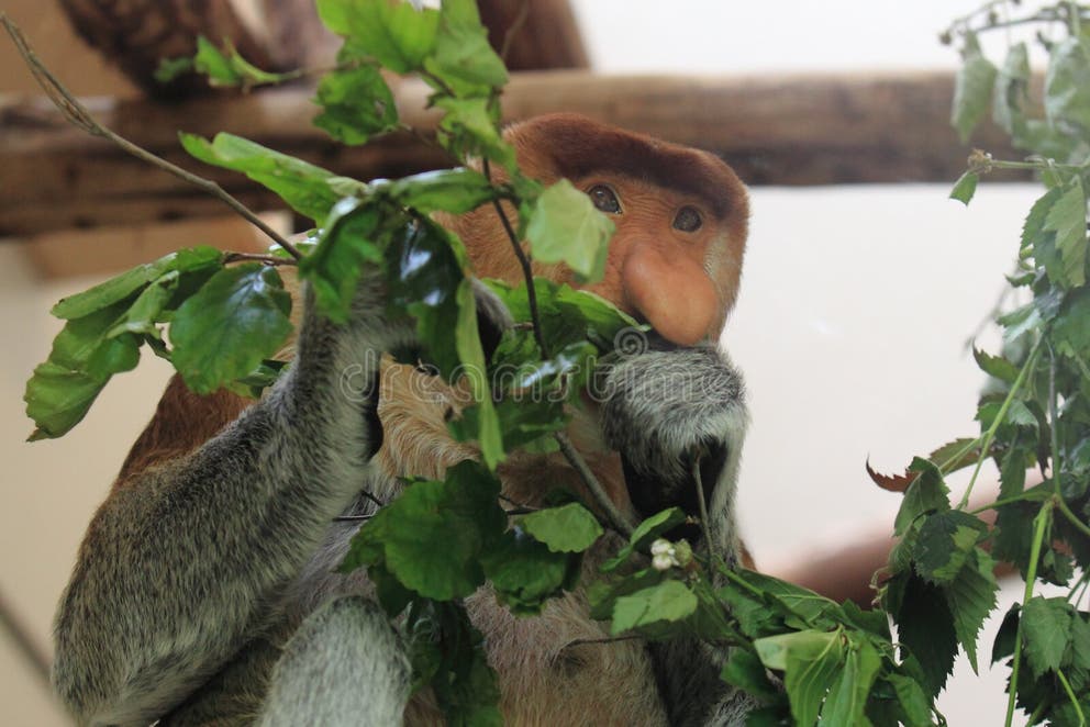 Proboscis monkey stock photo. Image of asia, borneo, body - 47388872