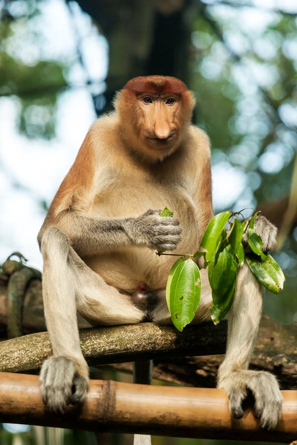 Proboscis Monkey At Singapore Zoo Stock Image - Image of district ...