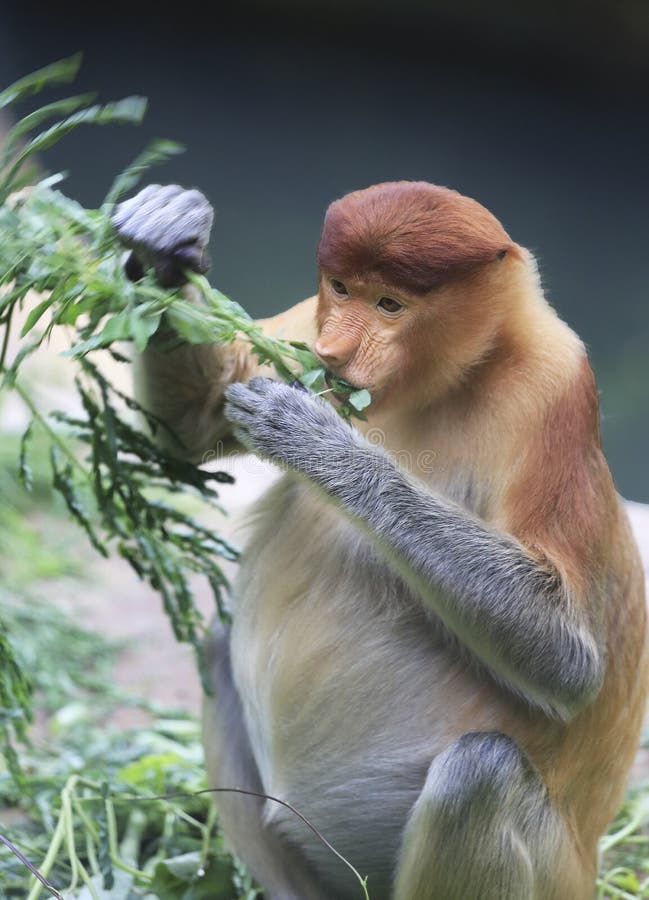 Proboscis Monkey stock image. Image of monkey, nasalis - 43450187