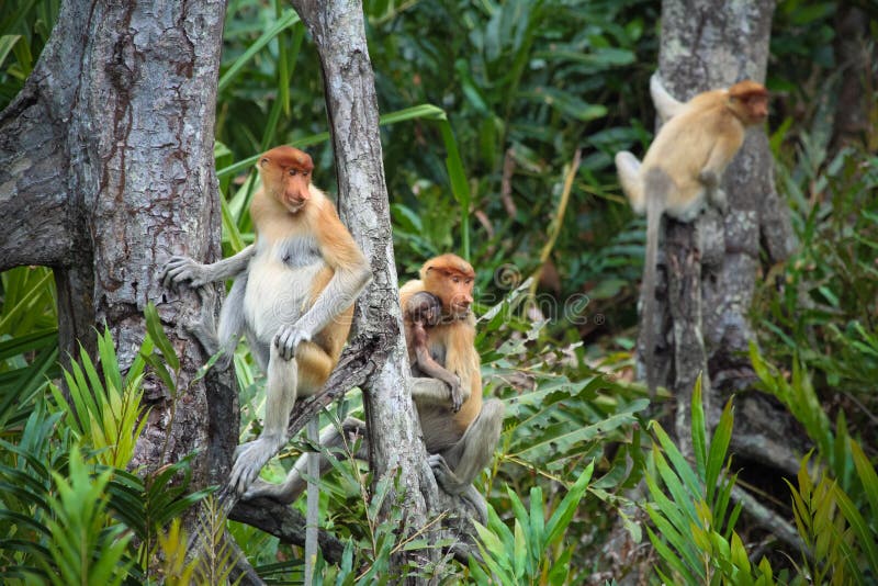 Group of Proboscis Monkeys stock photo. Image of kota - 20717952