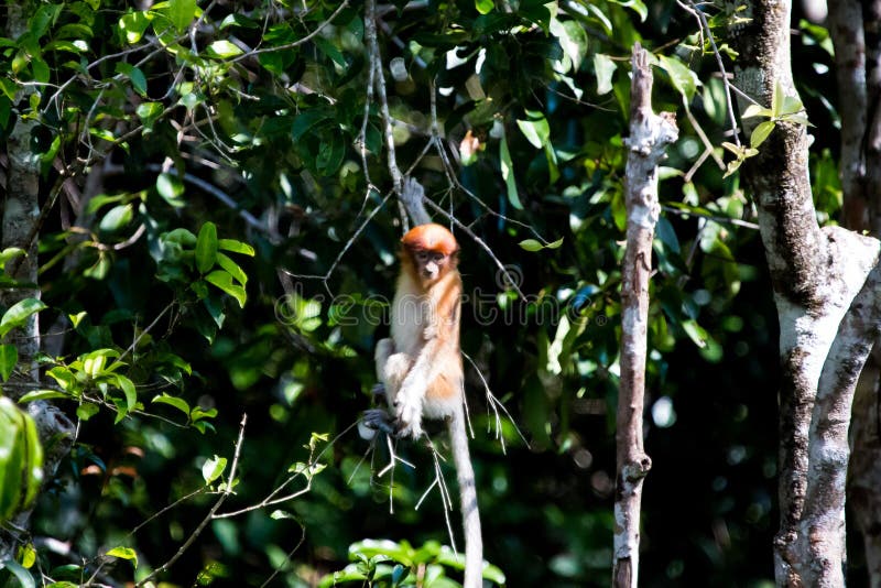 Proboscis Monkey in the Forest in Borneo Stock Image - Image of black ...