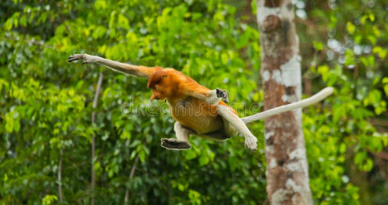 The Proboscis Monkey is Jumping from Tree To Tree in the Jungle ...