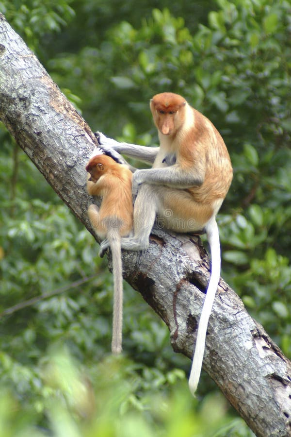 Proboscis Monkey, Kinabatangan, Sabah, Malaysia Stock Image - Image of ...