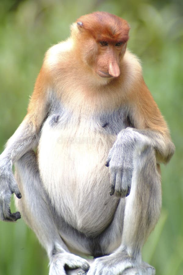 Proboscis Monkey, Kinabatangan, Sabah, Malaysia Stock Photo - Image of ...