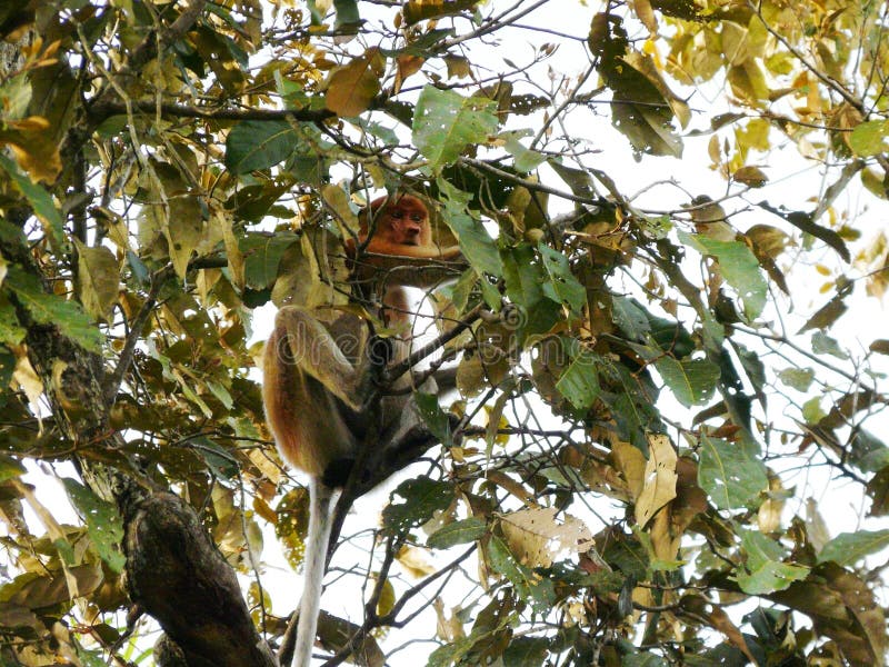Proboscis Monkey, Kota Kinabalu, Island of Borneo, Malaysia Stock Photo ...