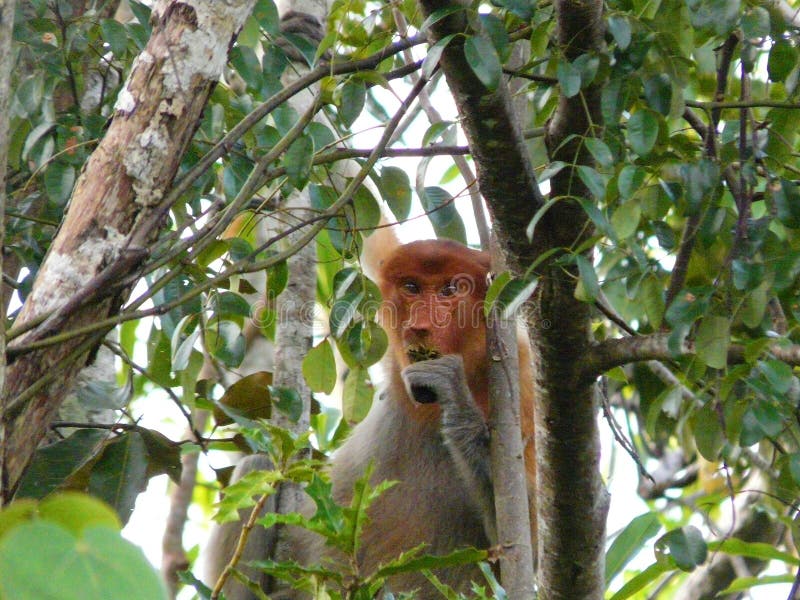 Proboscis Monkey, Kota Kinabalu, Island of Borneo, Malaysia Stock Image ...