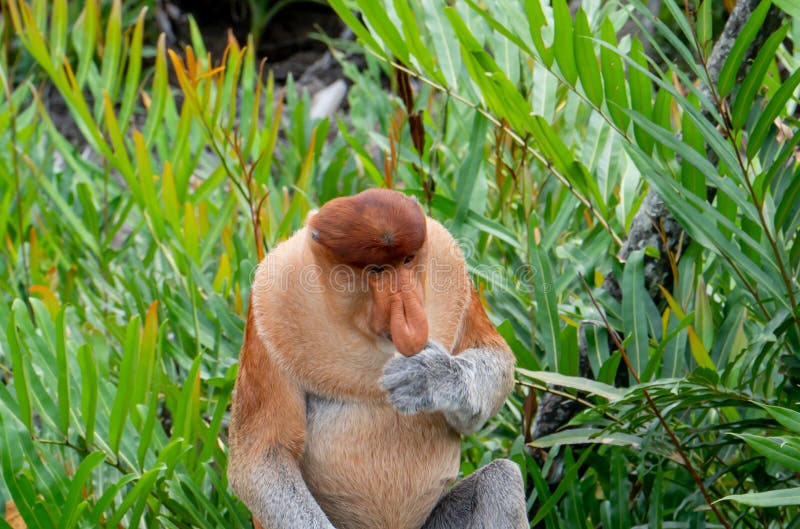 Proboscis Monkey - Sandakan, Borneo, Malaysia Stock Image - Image of ...