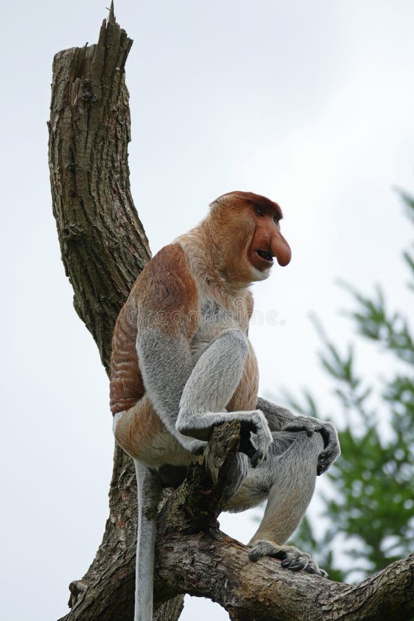 Proboscis Monkey or Long-nosed Monkey Stock Image - Image of reddish ...