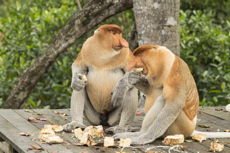Proboscis monkey. stock image. Image of rare, eating - 73808487