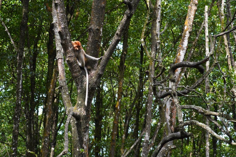 Proboscis monkey stock image. Image of larvatus, group - 292773971