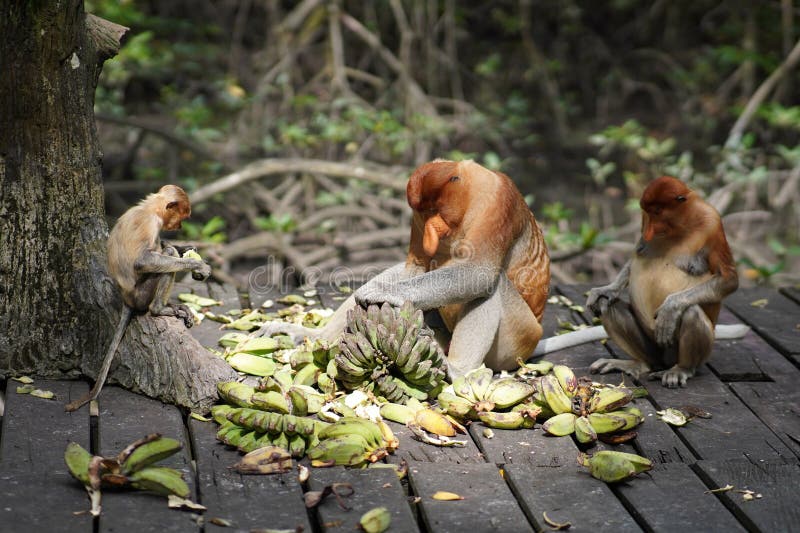 Proboscis monkey stock image. Image of brown, forrest - 292773983