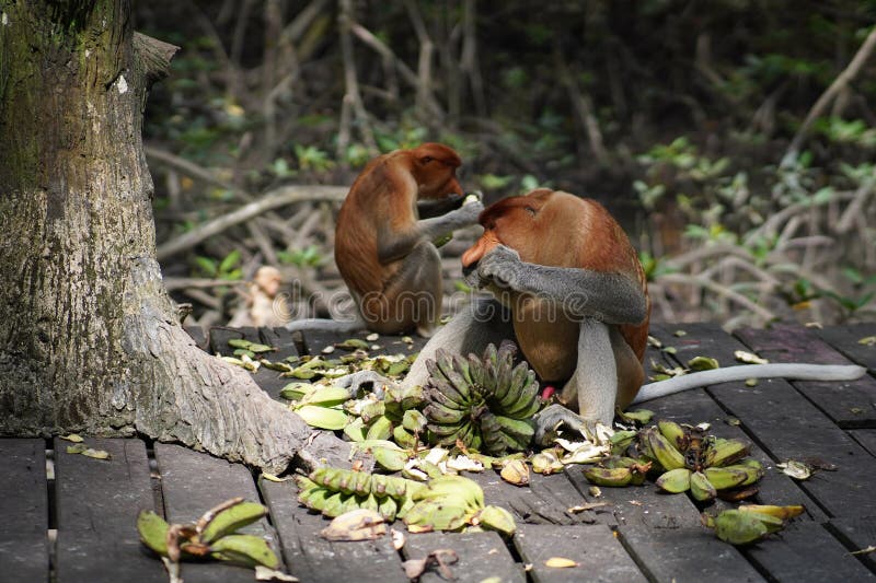 Proboscis monkey stock image. Image of borneo, mammal - 292774051
