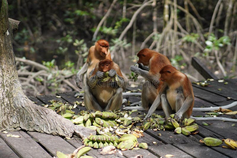 Proboscis monkey stock image. Image of mammal, nasalis - 292774151