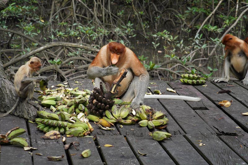 Proboscis monkey stock image. Image of proboscis, larvatus - 292773965