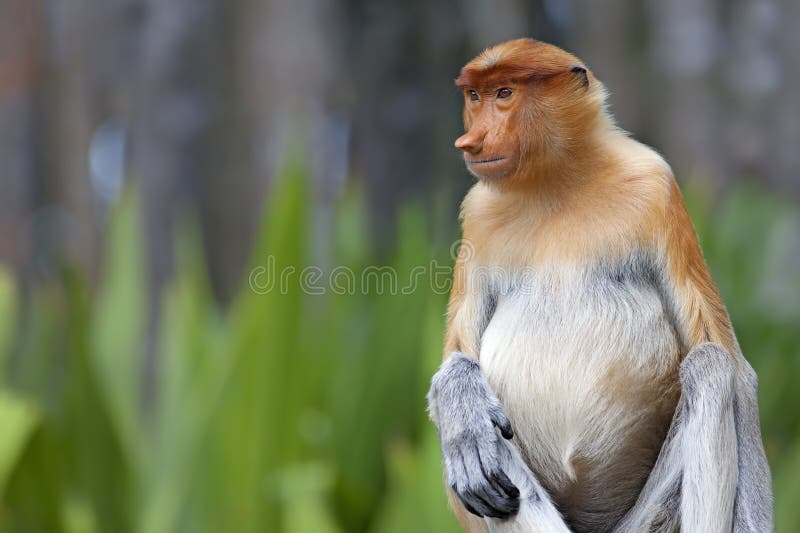 Proboscis monkey stock photo. Image of nationale, trees - 8929016