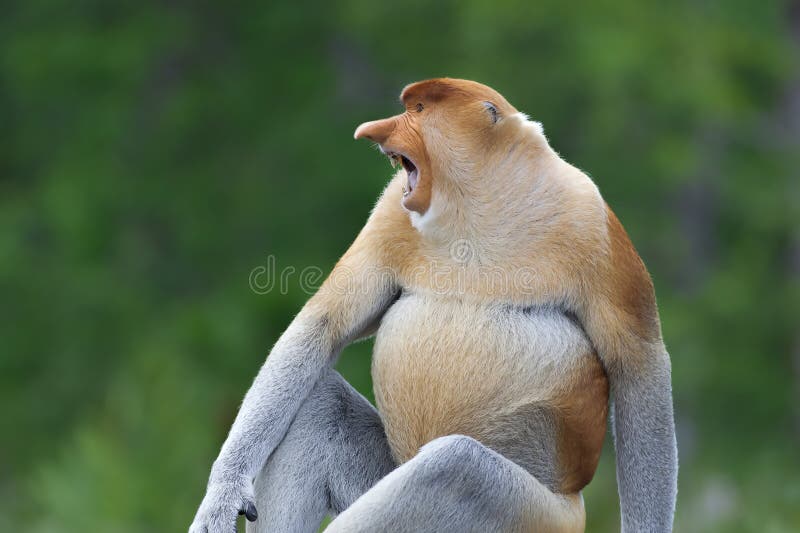 Proboscis monkey stock photo. Image of nationale, trees - 8929016