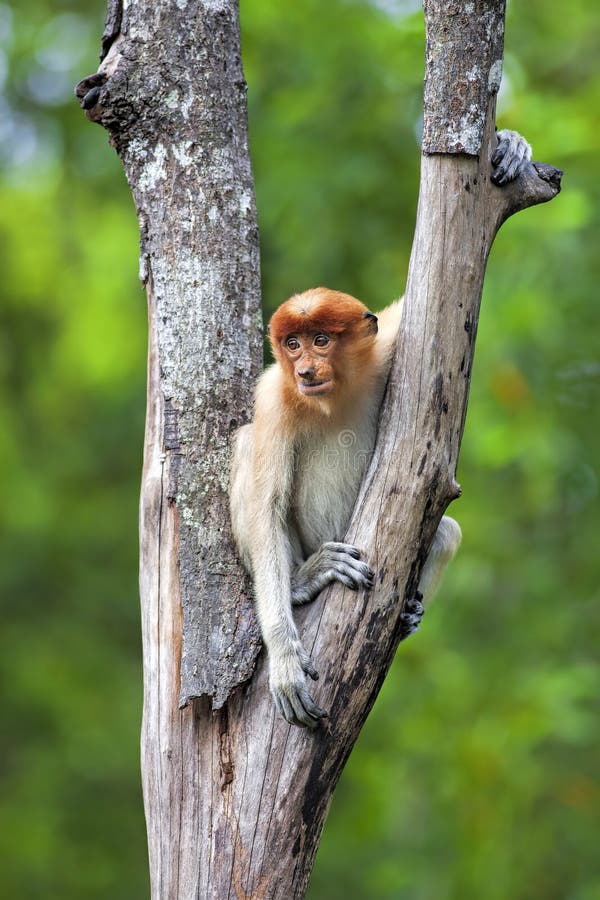 Proboscis monkey stock photo. Image of nationale, trees - 8929016