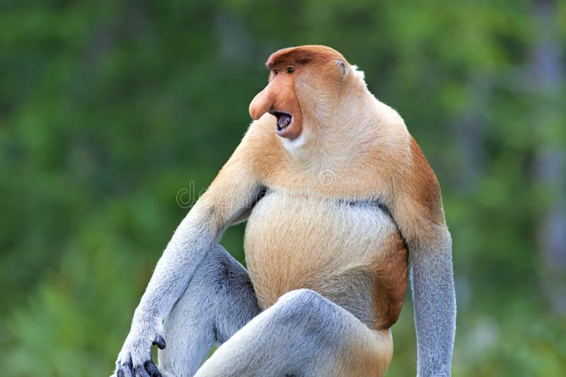 Proboscis monkey stock image. Image of endemic, bekantan - 34590081