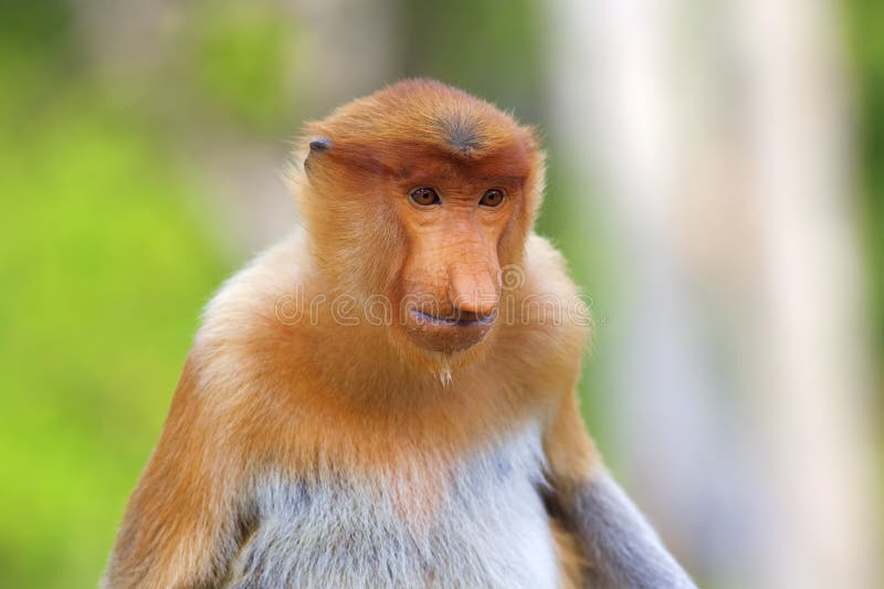 Proboscis monkey stock image. Image of green, proboscis - 35914731